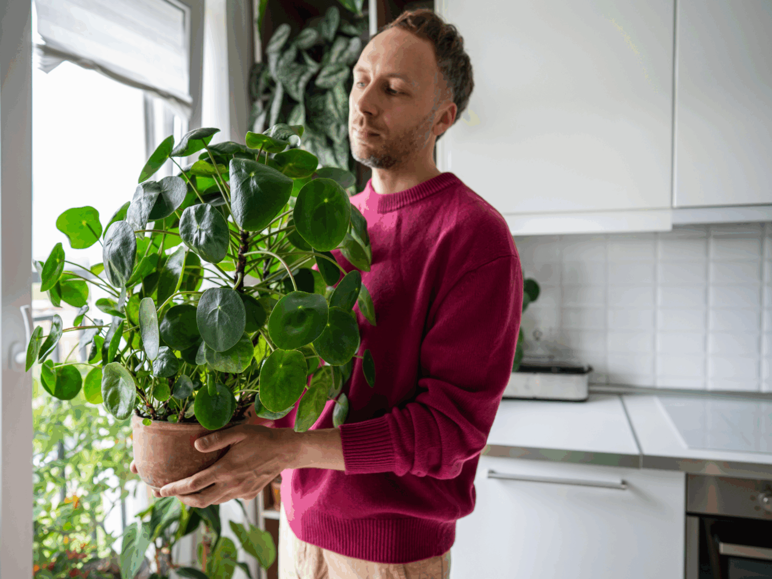 Met deze tips houd jij jouw pannenkoekenplant wél in leven! (bijna ...